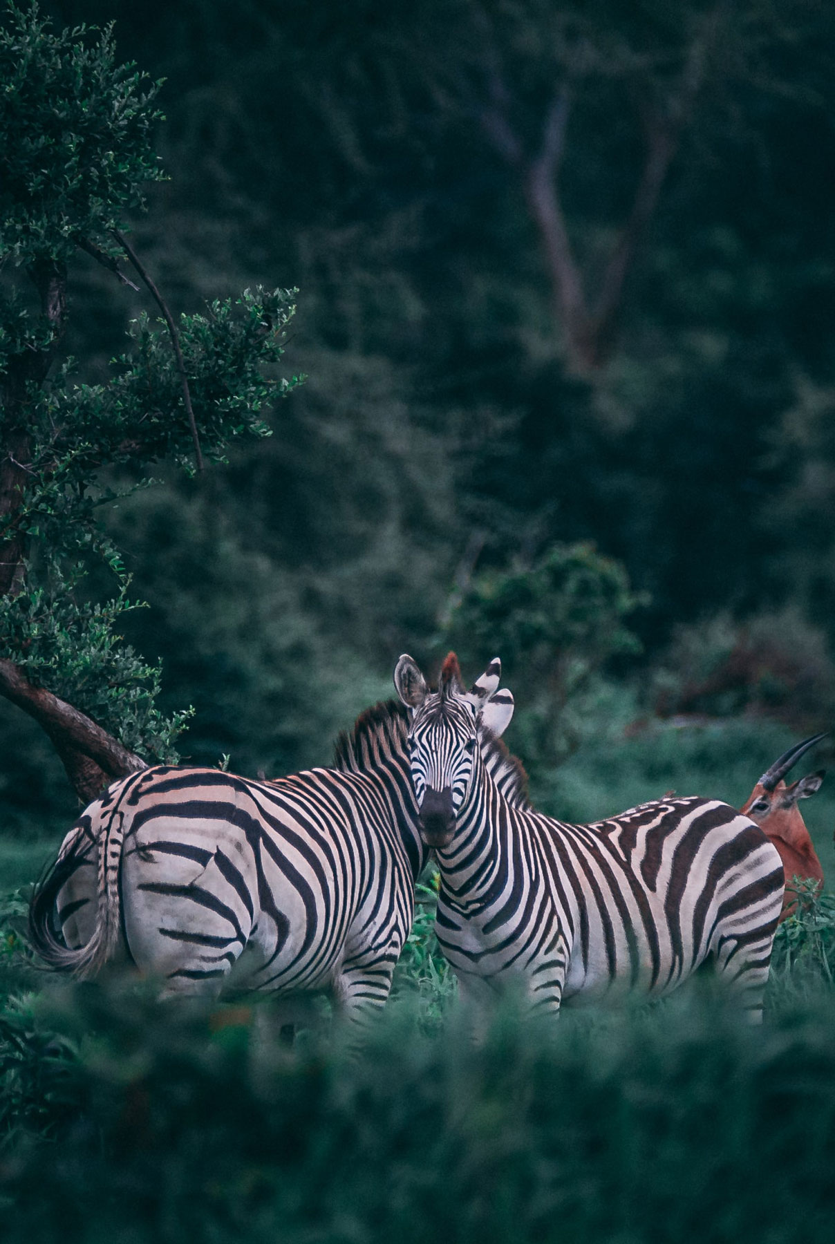 About - Zebra Strategies